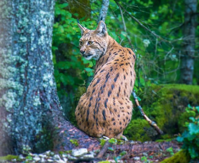 La situation du lynx boréal en France - Société Nationale de Protection ...