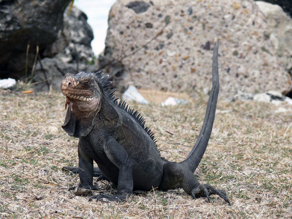 Les iguanes des Petites Antilles - Société Nationale de Protection de ...