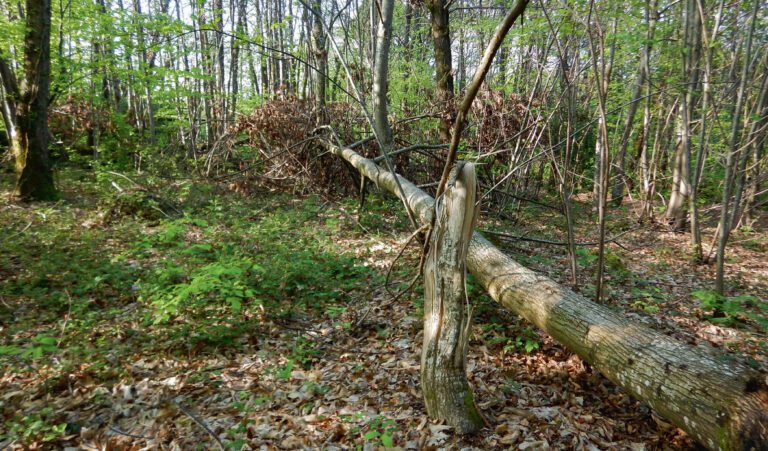 Le bois mort : Un milieu bien vivant à reconsidérer - Société Nationale ...